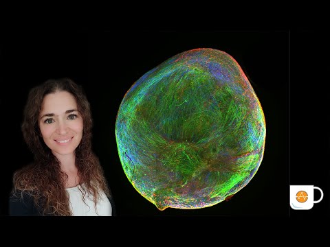 Bioengineered Neuronal Organoid activity mimics the fetal brain on the Maestro multiwell MEA system