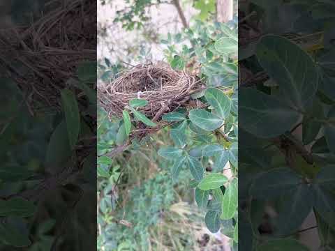 A nest where animals do not lay eggs. In a tree are all vegetables.
