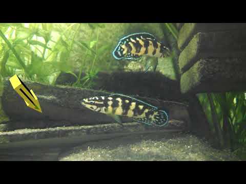 Julidochromis marlieri Gombe pair with fry