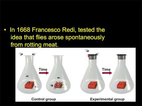 Redi Experiment