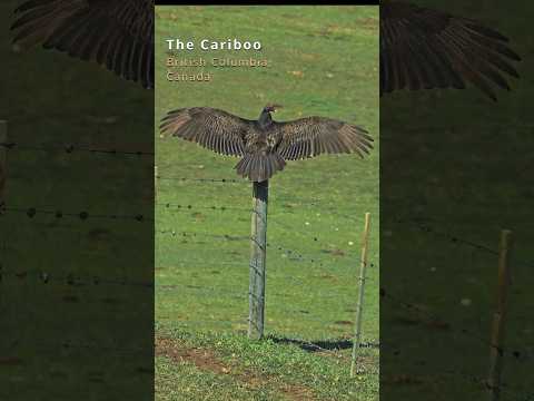 Turkey Vultures sunning in a Rancher's field