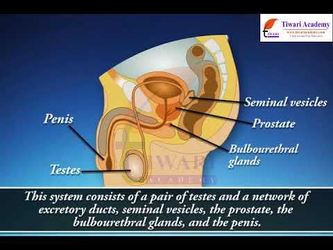 Class 10 Science Chapter 8 How to Organisms Reproduce - Human Beings Male Reproductive System.