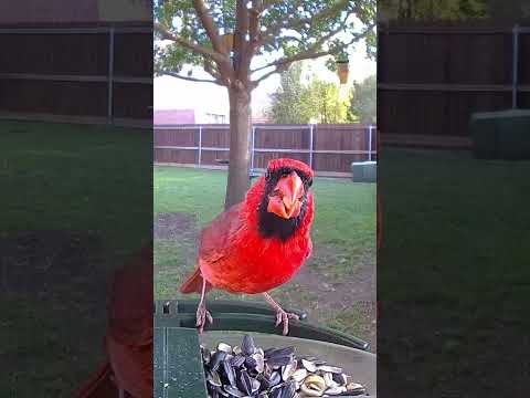 Male Cardinal #birds #birdfeeder #birdfeeding #feathersnap #cardinal