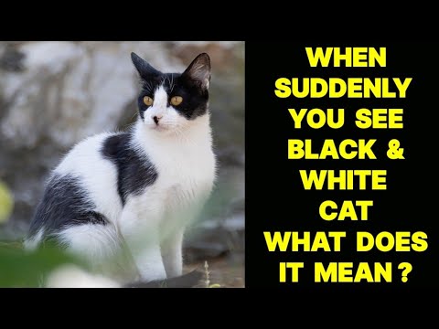 WHEN SUDDENLY YOU SEE A BLACK AND WHITE CAT WHAT DOES IT MEAN ?