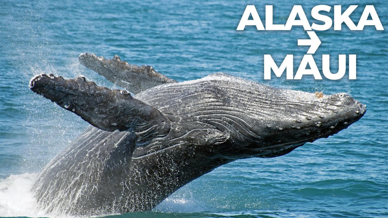 Humpback Whales: An Incredible Journey to Maui