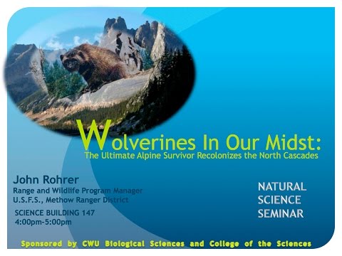 John Rohrer- Wolverines: The Ultimate Alpine Survivor Recolonizes the North Cascades