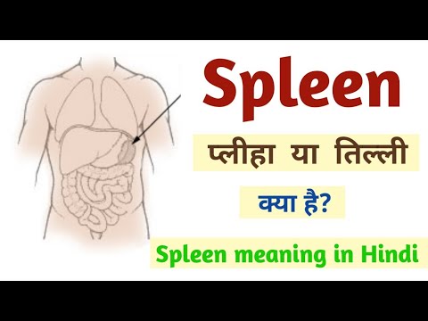 तिल्ली या प्लीहा या स्प्लीन क्या है? spleen meaning in hindi || तिल्ली का आकार तिल्ली बढ़ना क्या है?