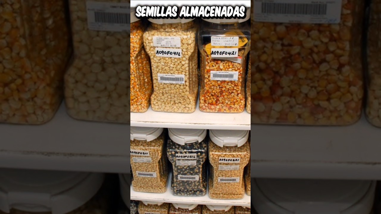 How to properly STORE SEEDS 🤔 #shots #seeds #store #viral