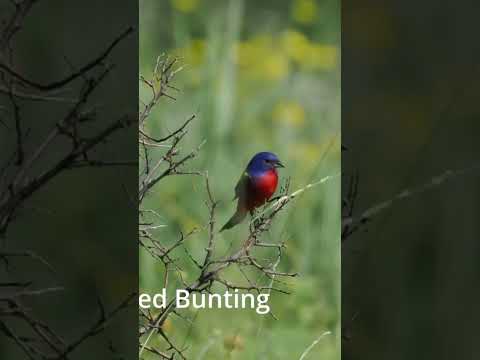 Painted Bunting Beauty