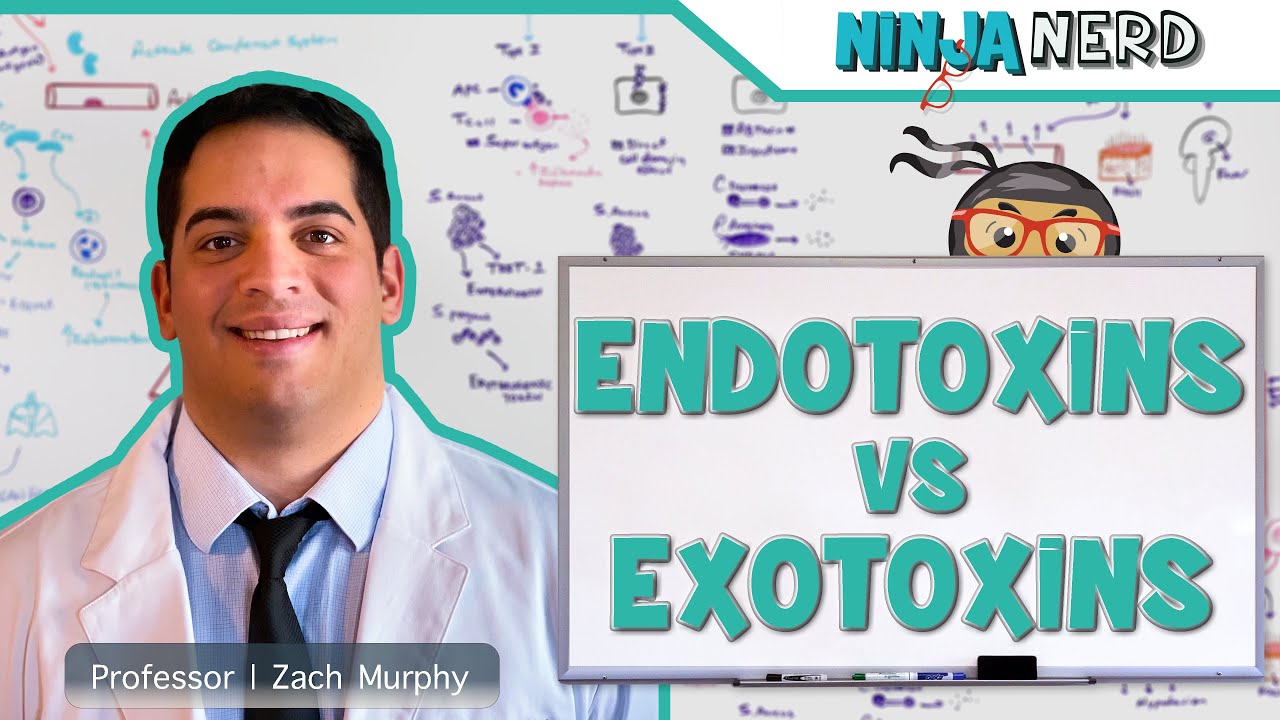 Understanding Bacterial Endotoxins and Exotoxins: Key Differences and ...