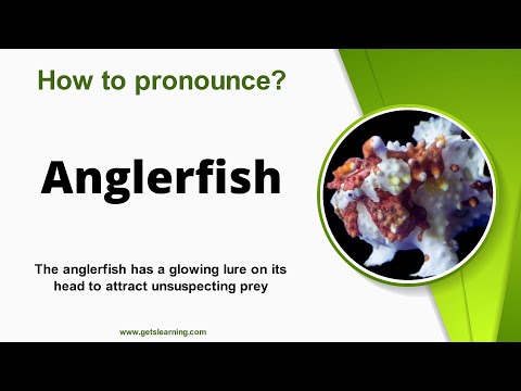 How to pronounce Anglerfish Correctly in English