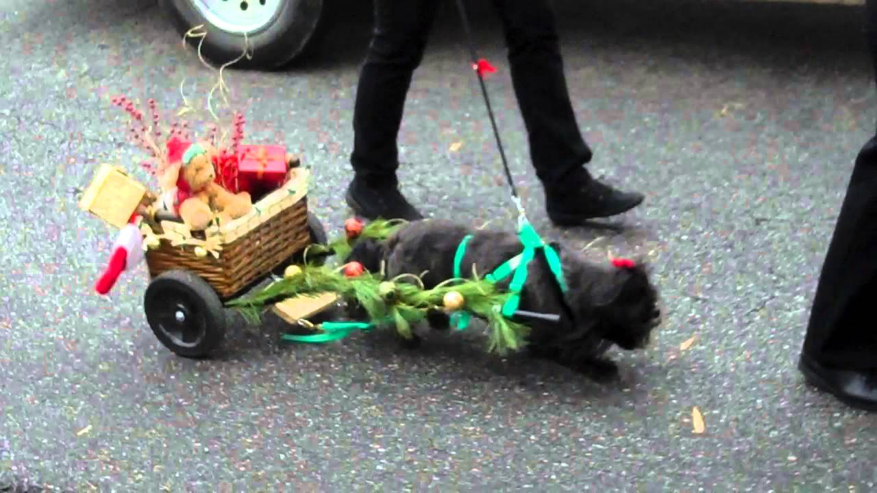 Pawsitive Attitudes Carting3