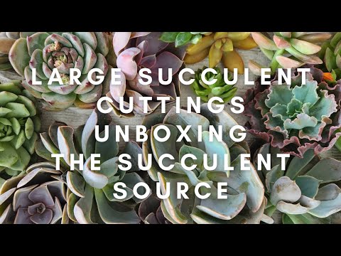 Colorful Large Succulent Cuttings The Succulent Source