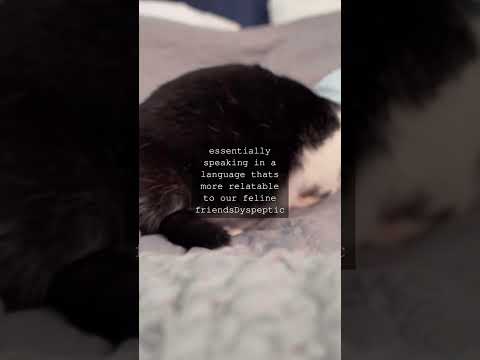 The Feline Philosopher Unlocking the Secrets of Cat NamesAs any cat lover knows naming...