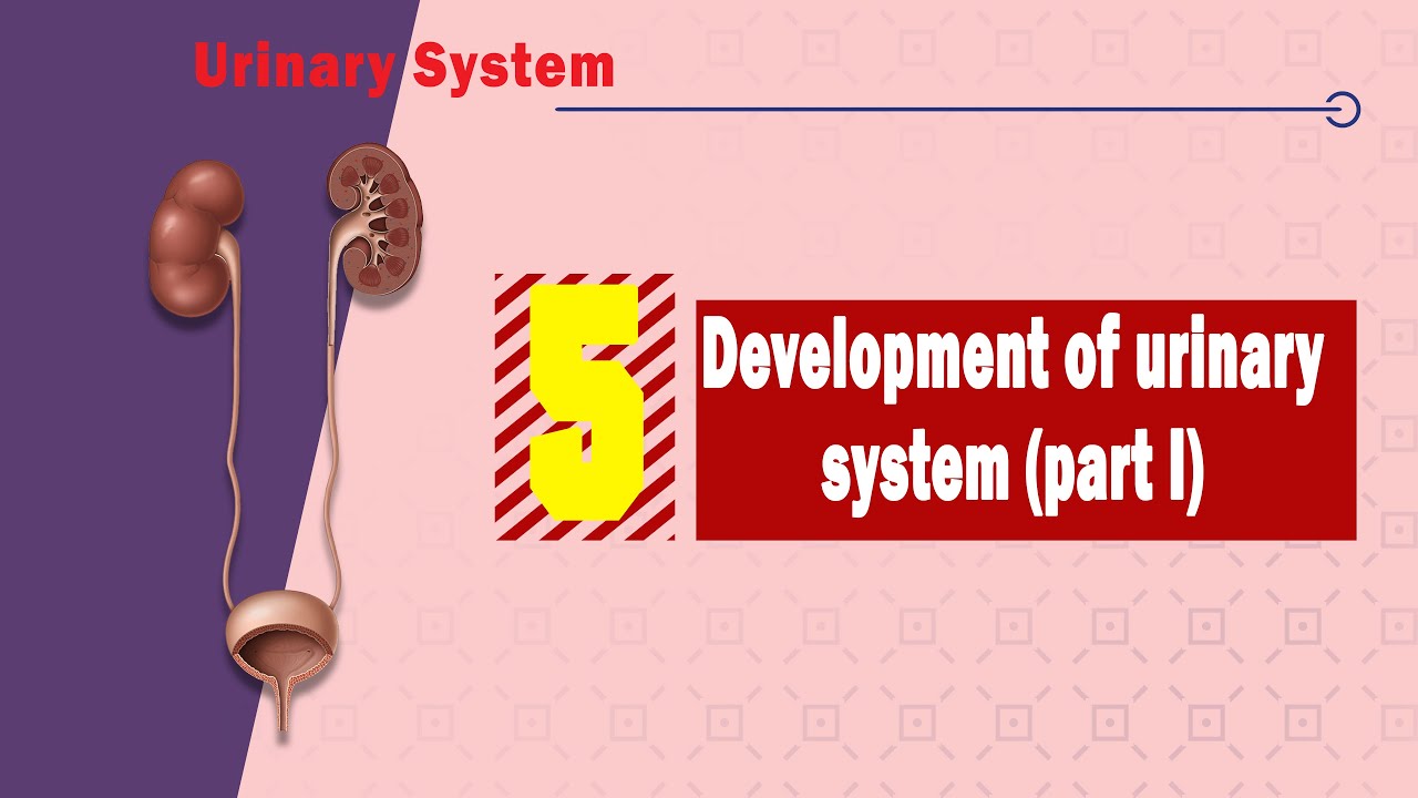 Understanding the Development of the Urinary System: Kidneys and ...