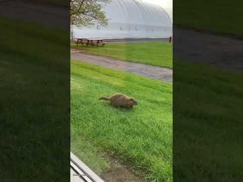 Canadian Groundhog (Woodchuck) minding its own business in Ontario