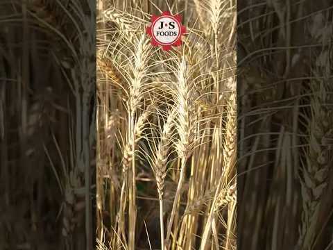 سبحان اللہ لہلاتی گندم || wheat crops punjab ki gandam