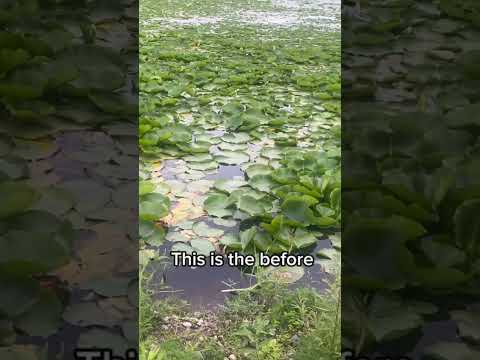 Lily pad removal
