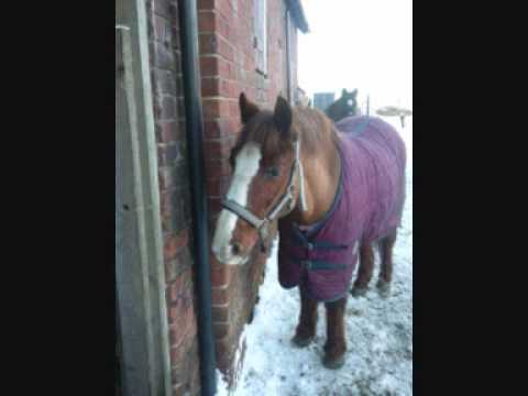 shay [RIP] ♥