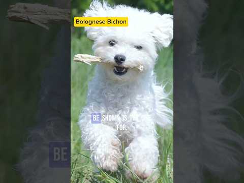 The Best Dog for Apartment Living | Bolognese Bichon #youtubeshorts #doglovers #shortsfeed