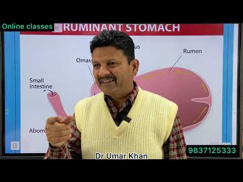 Ruminants stomach l fore stomach l Rumen l Reticulum l Dr Umar Khan