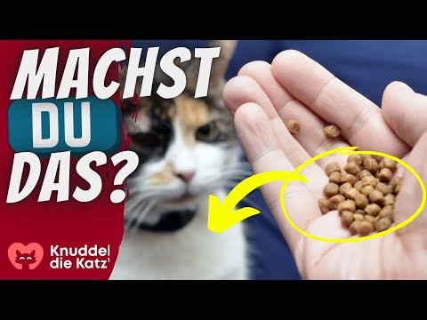 9 Fehler beim Katze füttern, die FAST JEDER macht (du auch?)