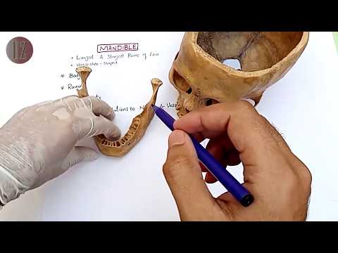 Mandible | Head & Neck Anatomy | Doctor Z