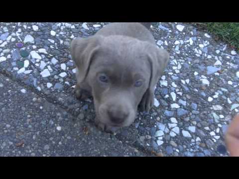 Trained my new 7 week old Silver (Lab) Labrador puppy to sit in 5 minutes.