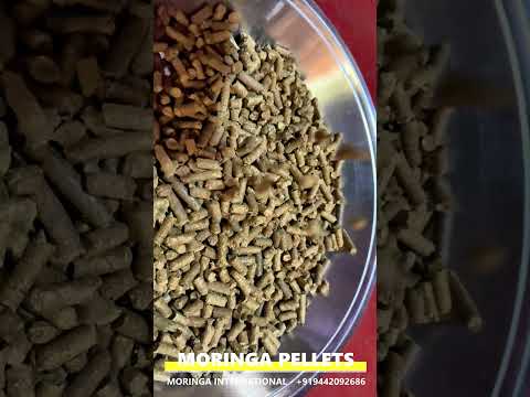 Moringa - Moringa Oleifera Latest Price, Manufacturers & Suppliers