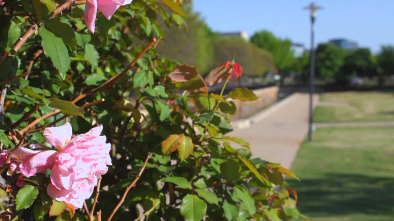 Addison, TX - Better Homes and Gardens Real Estate (Texaplex Texas)