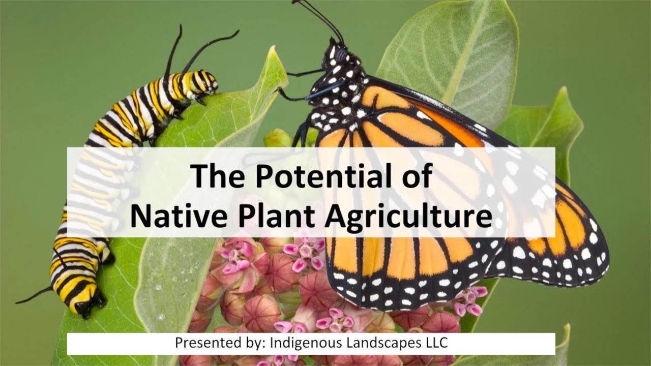 The Potential of Native Plant Agriculture