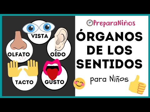 Tomi Digital Los Sentidos