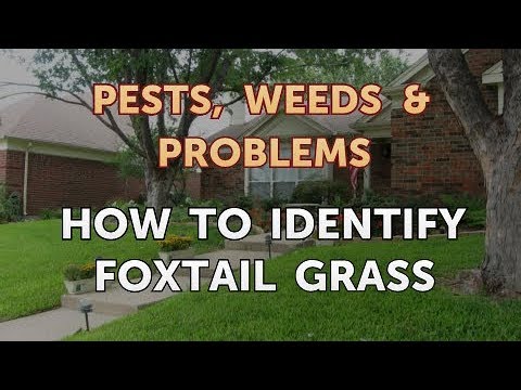 How to Identify Foxtail Grass
