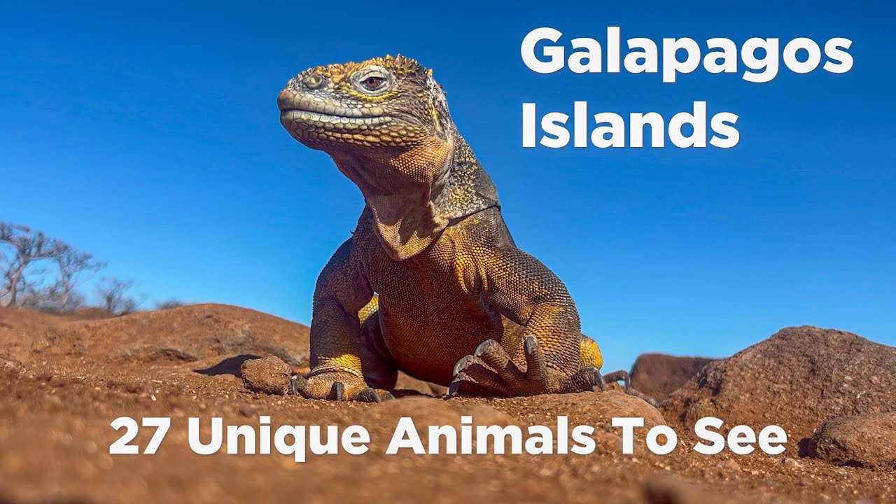 Galapagos Islands Wildlife: 27 Unique Animals To See!