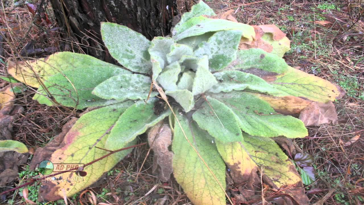 Weed of the Week #657-Common Mullein (Air Date 11/7/10)