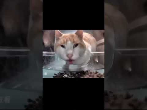Ginger cat eating while staring at the camera #meme #fyp