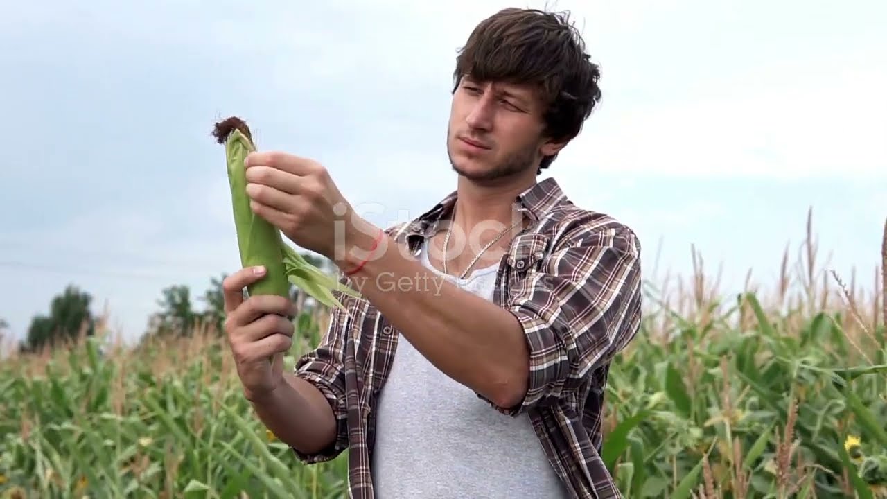 Mastering Corn Silage making process Step by Step Guide 2025