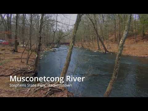 Musconetcong River Trout