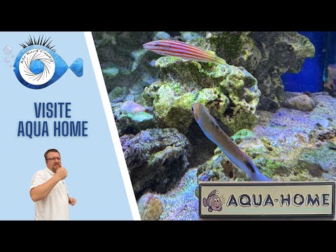 Découverte d'Aqua Home à Aigle : Un Cabinet de Curiosités Aquatiques en Suisse