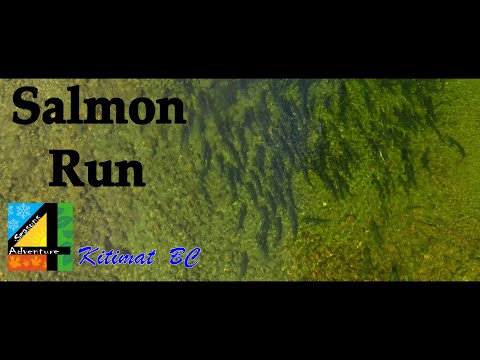 Kitimat BC Salmon Run on the Wedeene river in North West British Columbia