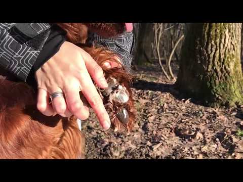 How to Heal Dry Dog Nose Paws and Skin without Waxes