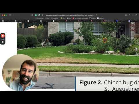 This Week in Landscaping: Chinch Bugs 101