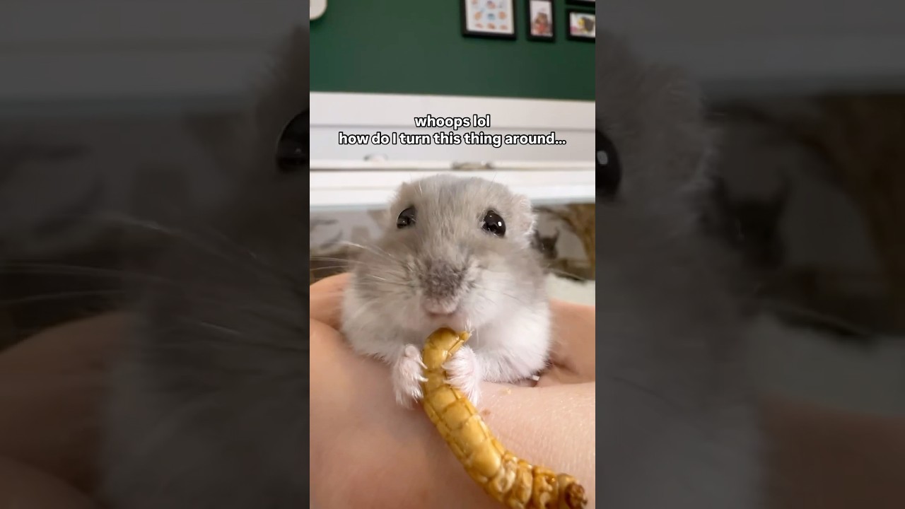 Science says so! #hamsters #dwarfhamsters #pets #hamstertips