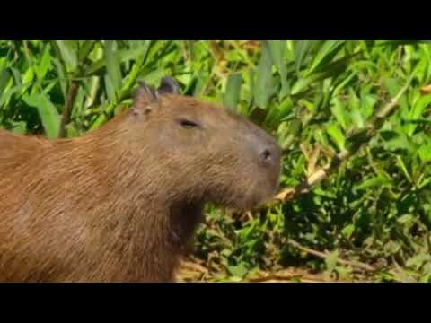 Steam Community :: Video :: capybara