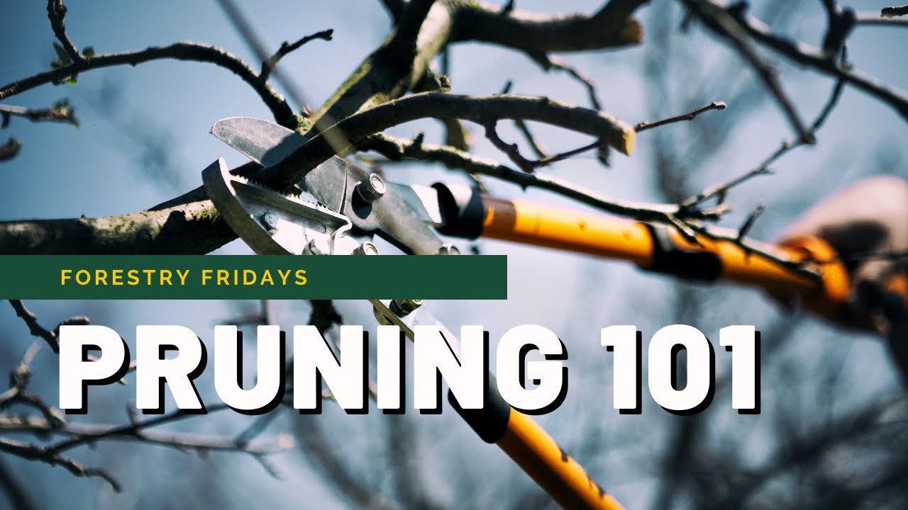 Pruning 101