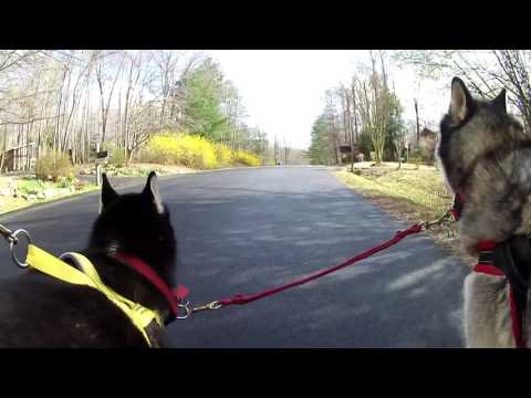 Working on the Line – Life with Siberian Huskies