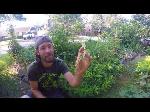 Longevity Spinach for Houston