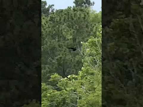 Blackbird in flight (boat tailed Grackle)