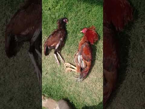 what's happened to my birds