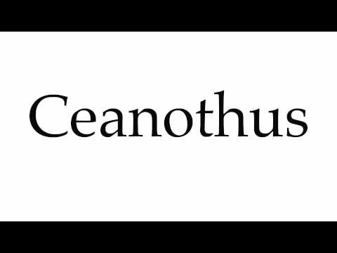 How to Pronounce Ceanothus